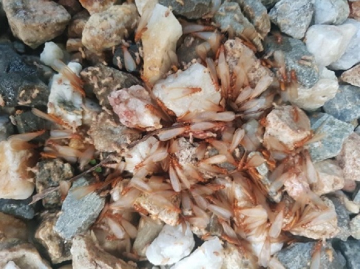 Termite Treatment Paddington | Flying Termites Management